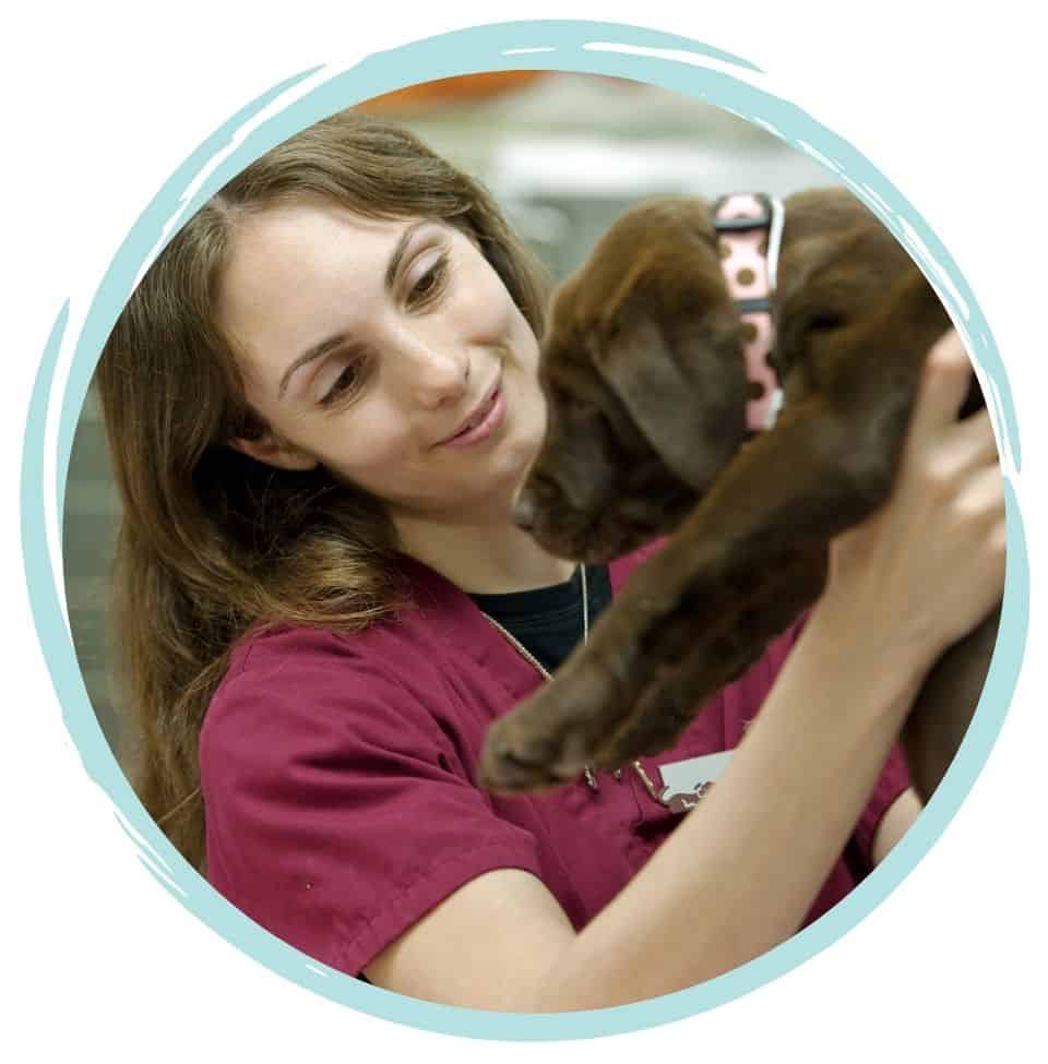 Veterinary Nurse - What qualification do I need to study in Australia: AVT