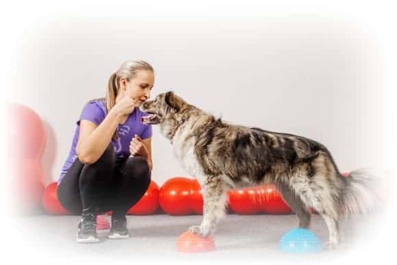 Top 6 Animal Care Jobs - a Career working with Animals