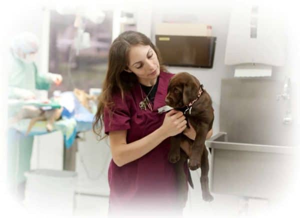 Veterinary Nurse - What qualification do I need to study?