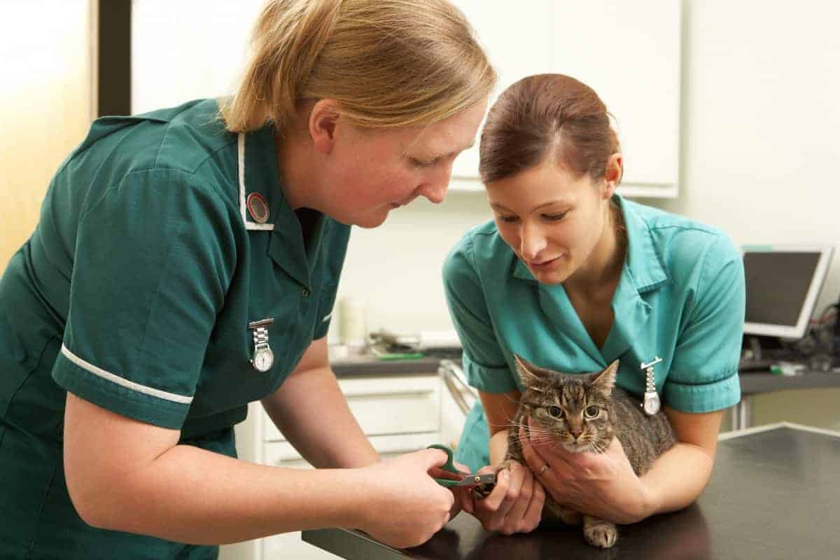 What is Workplace Practical Training? : Animal Care & Vet Nursing