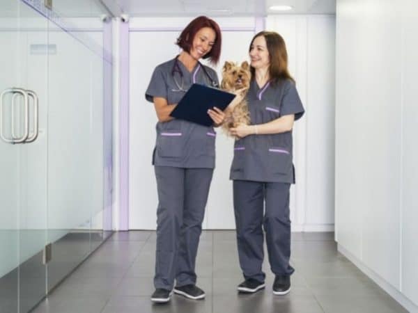 Top 7 Reasons to Pursue a Career in the Veterinary Industry: AVT Perth