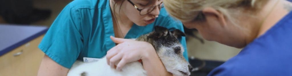 What is Workplace Practical Training? : Animal Care & Vet Nursing