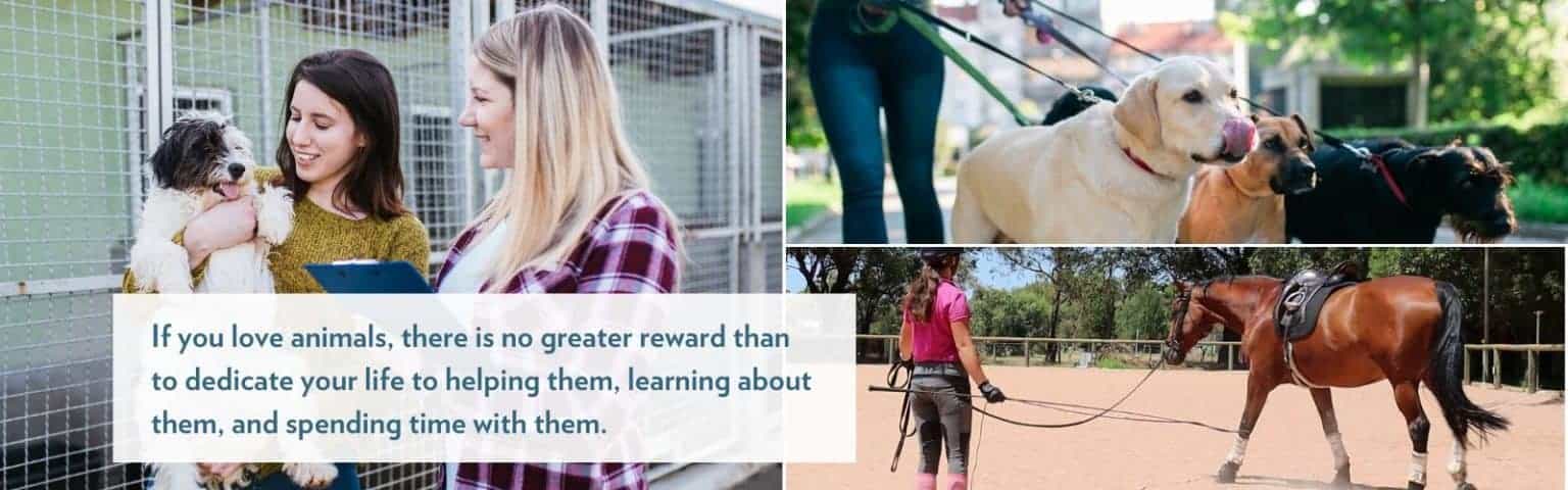 Top Careers Working With Animals and Salary Expectations in Australia ...