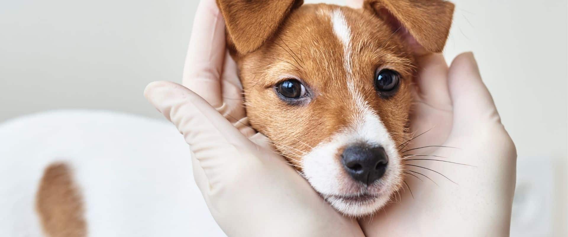 Applied Vocational Training Australia - Vet Nursing, Animal Studies ...