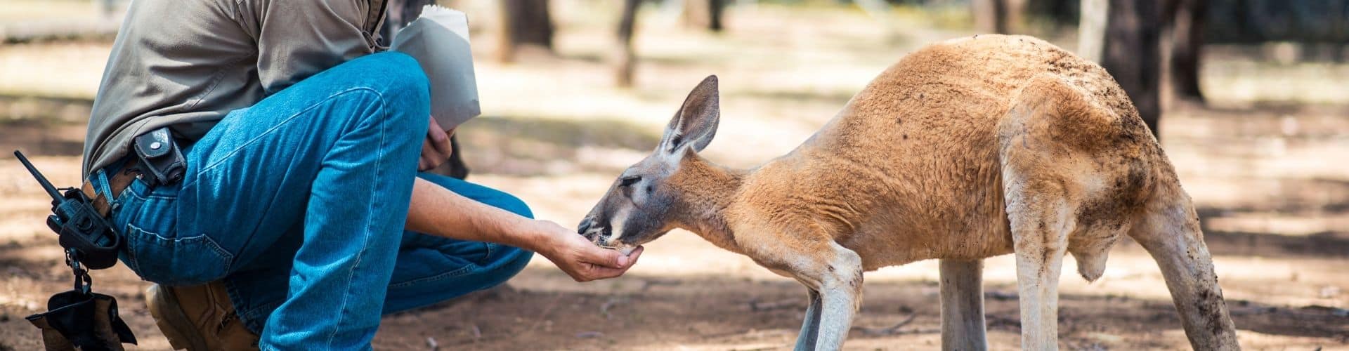 How to Become a Zookeeper in Australia : AVT Australia