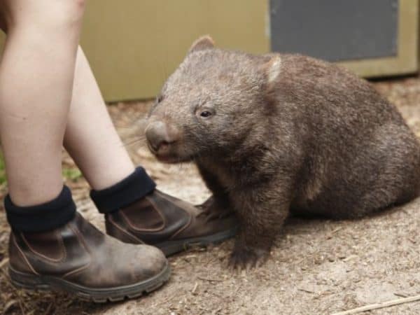 How do I get a job in Wildlife Care and Rehabilitation in Australia?