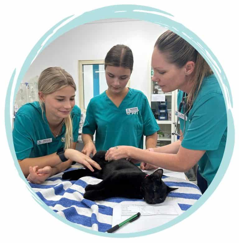 Veterinary Nurse - What qualification do I need to study in Australia: AVT