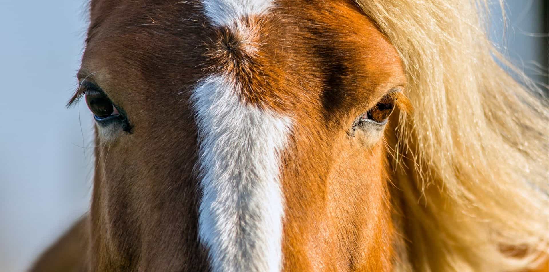 Equine Veterinary Nursing - Certificate Short Course for Vet Nurses