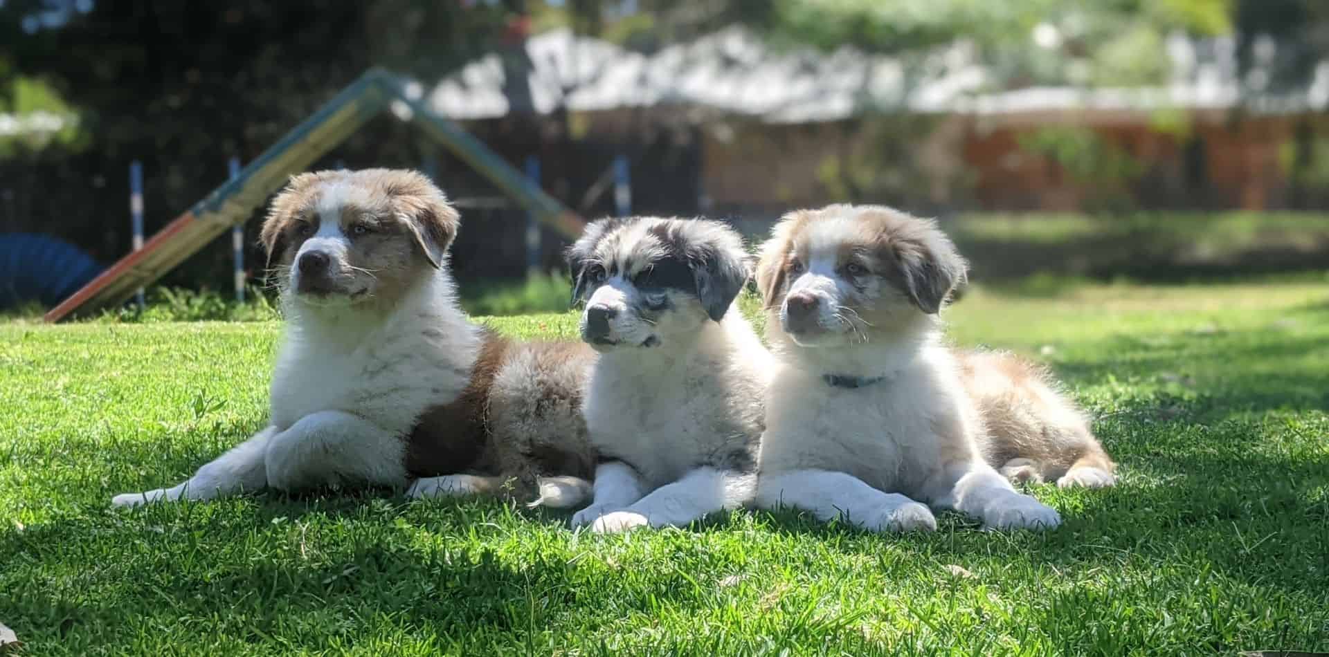 AVT | Courses in Animal Care, Vet Nursing, Behaviour and Training