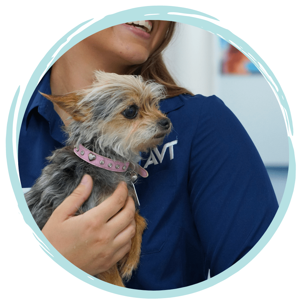 Start Your Career Working with Animals - AVT Perth WA