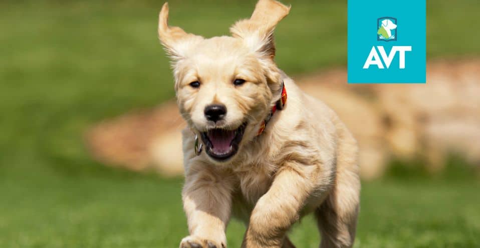 ACM30122 Certificate III in Animal Care Services: Online - AVT Australia