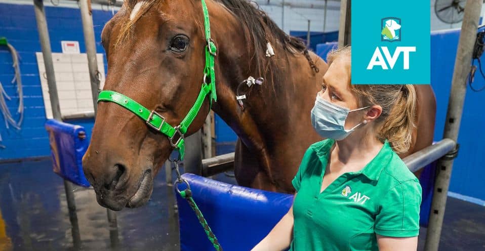 Equine Veterinary Nursing - Short Course for Vet Nurses