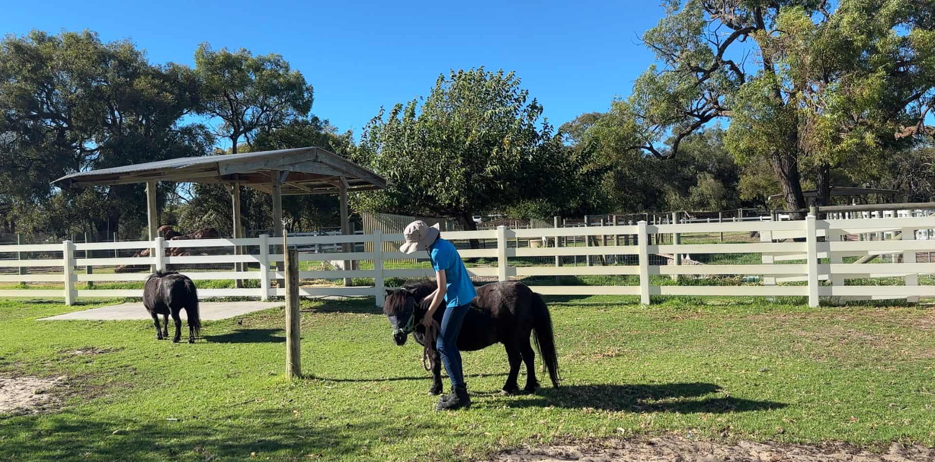 AVT | Courses in Animal Care, Vet Nursing, Behaviour and Training