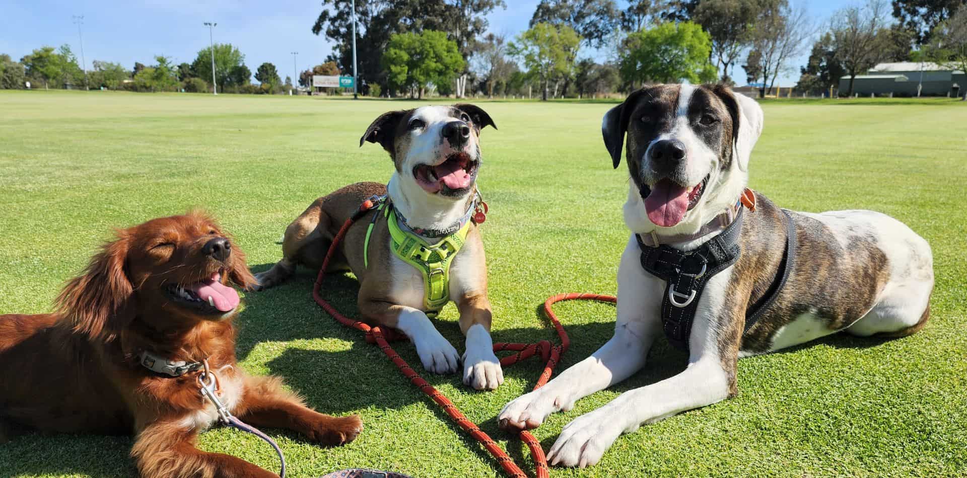 AVT | Courses in Animal Care, Vet Nursing, Behaviour and Training