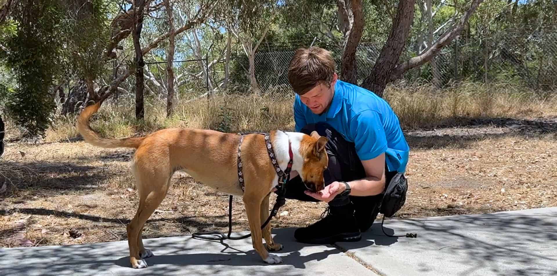 AVT | Courses in Animal Care, Vet Nursing, Behaviour and Training