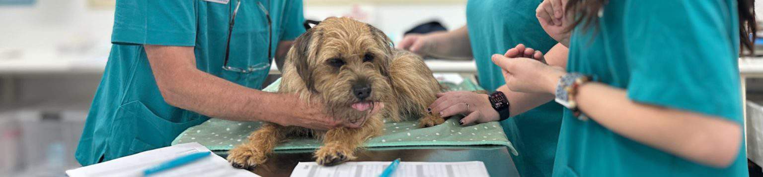 ACM20121 Certificate II in Animal Care: Internship Vet Nurse Program