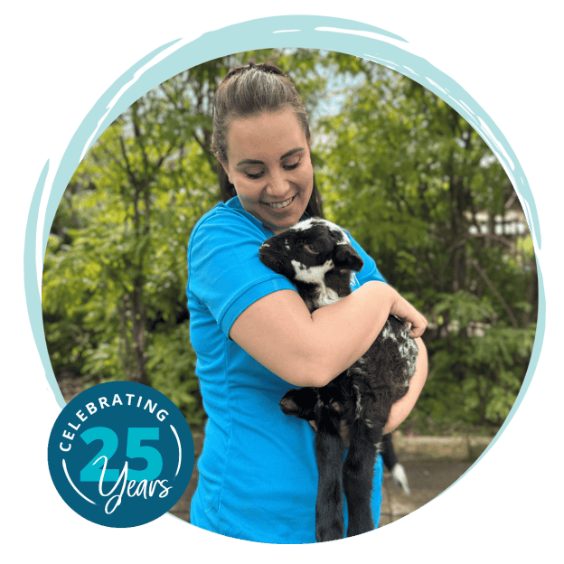 Applied Vocational Training (AVT) | Courses in Animal Care, Vet Nursing ...