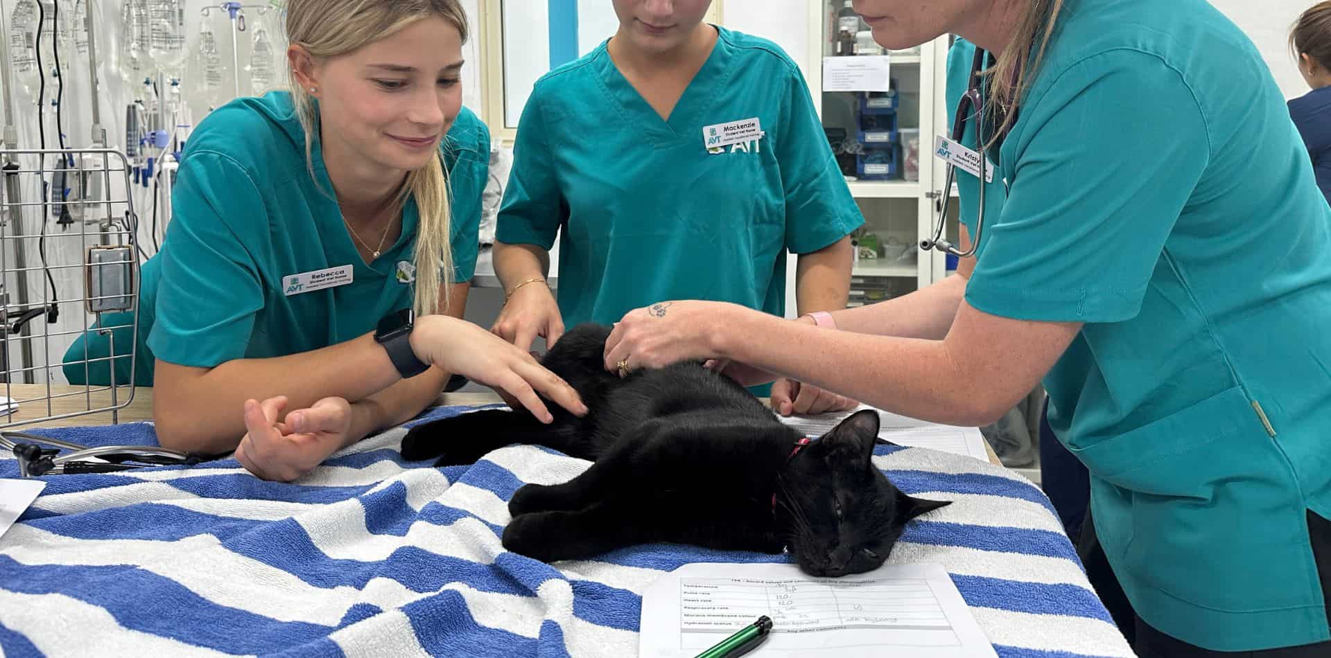 ACM20121 Certificate II in Animal Care: Internship Vet Nurse Program