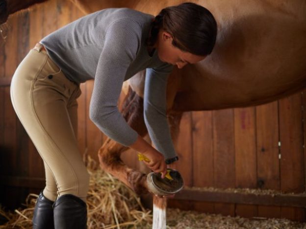 How to Become a Stable Hand in Australia