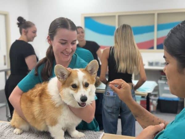 How to Support Your Veterinary Team’s Wellbeing | AVT